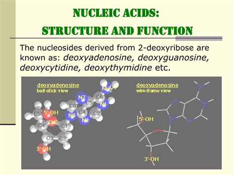 PPT NUCLEIC ACIDS STRUCTURE And FUNCTION PowerPoint Presentation Free Download ID 460439