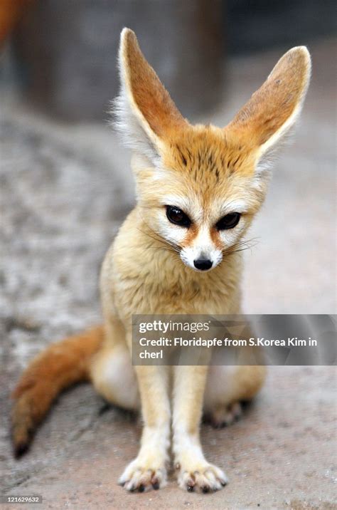 Cute Fennec Fox