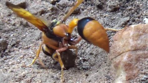 Mud Wasp Nest Inside