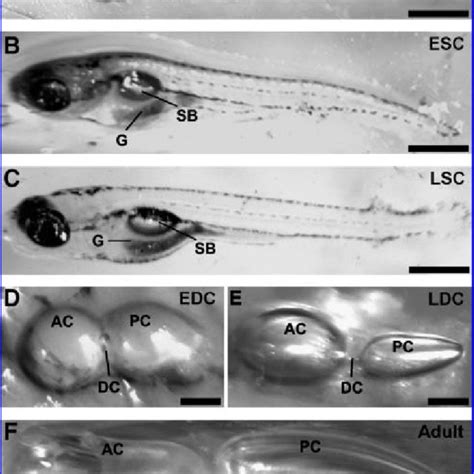 Swim Up Behavior Of Zebrafish Larvae N ¼ 47 A Larval Depth Was