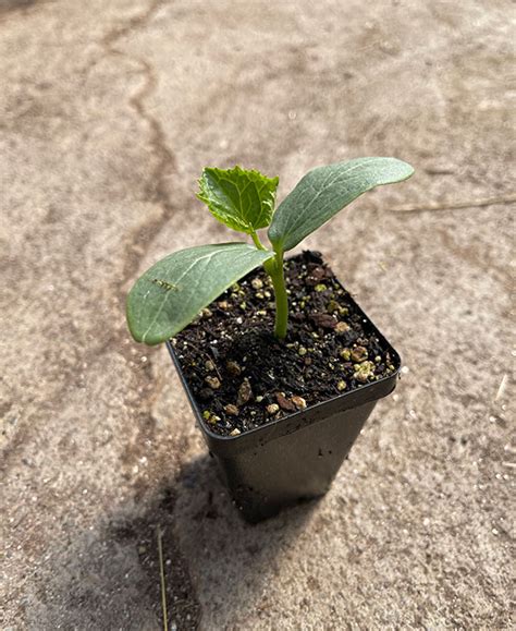 Cucumbers Cultural Roots Nursery