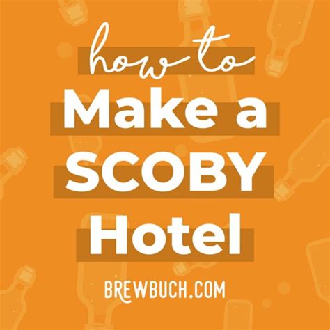 Kombucha Scoby Hotels How To Make And Maintain Them Brew Buch