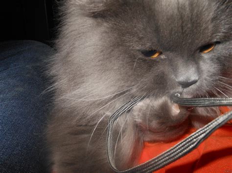 Милый котик Пикабу