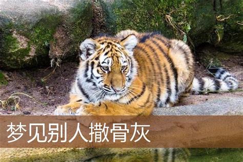 梦到他人撒骨灰究竟意味着何种征兆 周公解梦官网