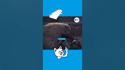 ეს ძაღლი მეფეცაა და იმპერატორიც Youtube