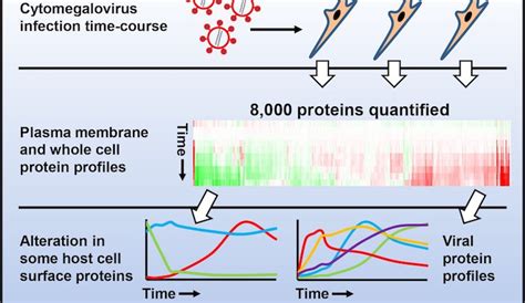 Gygi Lab Develops New Viromics Technique To Analyze Host Pathogen Interactions Cell Biology
