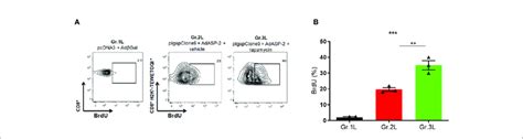 In Vivo Proliferation Of Specific Cd8 T Cells Was Higher In Download Scientific Diagram
