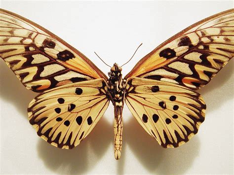 Insect Specimen 10 Free Photo Download Freeimages