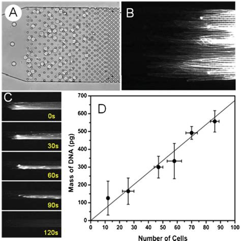 A Bright Field Image Of Cells Captured In A Micropillar Obstacle Download Scientific