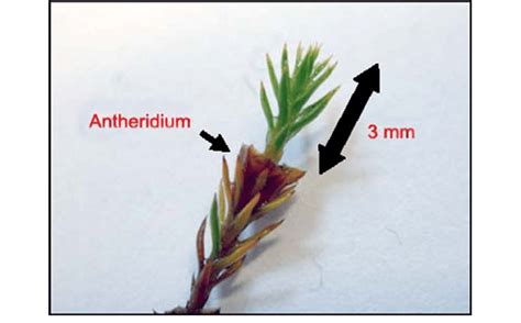 Length Growth Of Male Gametophyte Moss Plant Of Polytrichum Hyperboreum