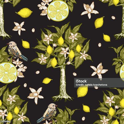 잎 꽃 및 과일이있는 레몬 나무 새와 감귤류가있는 완벽한 패턴 스케치 그래픽 0명에 대한 스톡 벡터 아트 및 기타 이미지 0명 과일 꽃 식물 Istock
