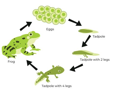 Amphibians Life Cycle