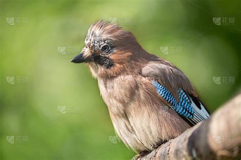 松鸦坐在绿色背景的树枝上