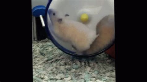 Double Hamster Run  Hamster Wheel Two Discover And Share S