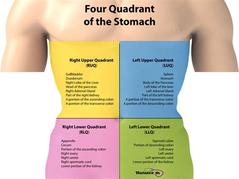 Organs Located In The Four Quadrants Of Quadrants Of Liver