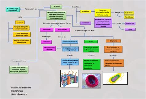 Mapa Conceptual De La Célula Pdf Biología Celular Membrana Celular