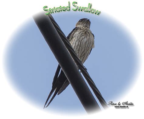 Bird Watching In Thailand Striated Swallow