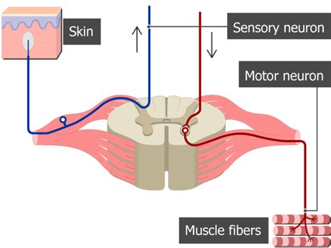 Ventral And Dorsal Roots Of The Spinal Cord GetBodySmart Spinal Nerve Spinal Cord Motor