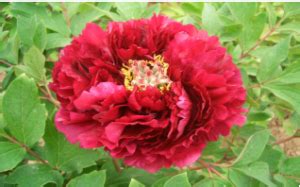 Mo Run Jue Lun Gansu Paeoniarockii Nursery