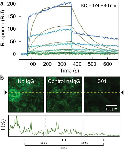 A Representative Sensorgrams Of S01 Antibody Kinetics Determined By Download Scientific