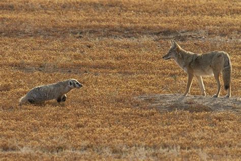 A Viral Coyote Badger Video Demonstrates The Incredible Complexity Of