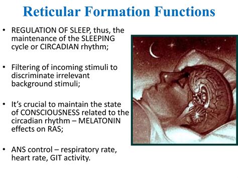 Reticular Activating System Pptx