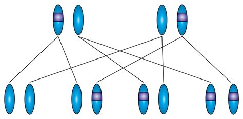 Autosomal Recessive Inheritance Leeds Teaching Hospitals Nhs Trust