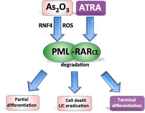Targeting Oncogenic Pml In Acute Promyelocytic Leukemia Both Agents