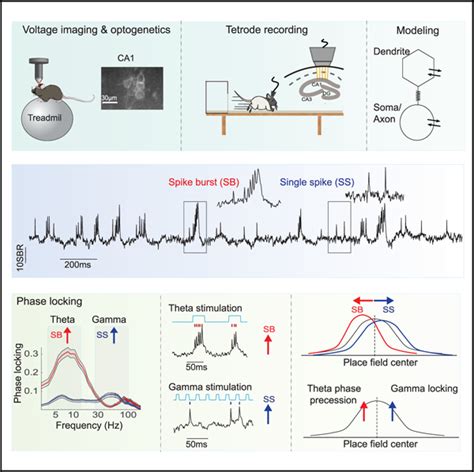 Theta And Gamma Rhythmic Coding Through Two Spike Output Modes In The Hippocampus During Spatial