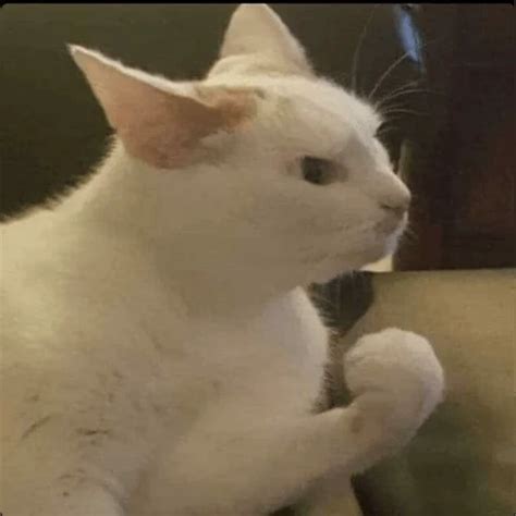 Memes Gatitos — Whatsapp Stickers Pack