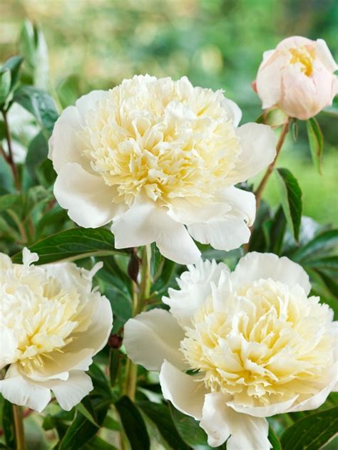 Paeonia ´Laura Dessert´ , Pivoňka, C3