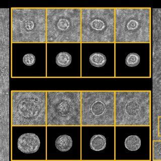Mask R CNN Detection Of A B ISK And C D ISK CisR Flowing Cells Download Scientific Diagram