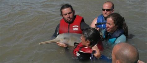 Franciscana Dolphins Are Staying Close To Home Argos