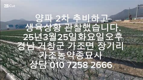 양파2차추비하고생육상황관찰했습니다 250325화경남거창가조장기양파 농우바이오케이포스 2차추비150평당1포살포 농합면역플러스관주 가조농약종묘사 상담