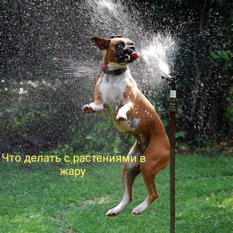 Центр природного земледелия Сияние Минск У нас сейчас стоит страшная жара🔥🔥🔥 Дорогие