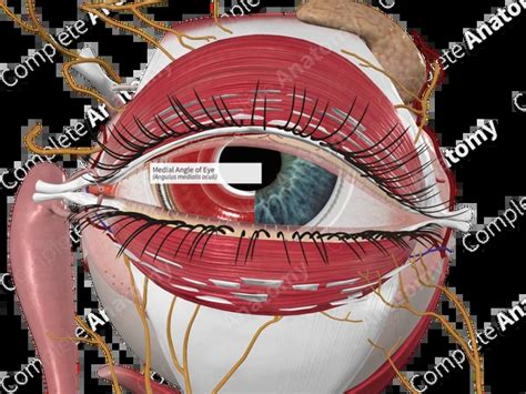 Medial Angle Of Eye Complete Anatomy