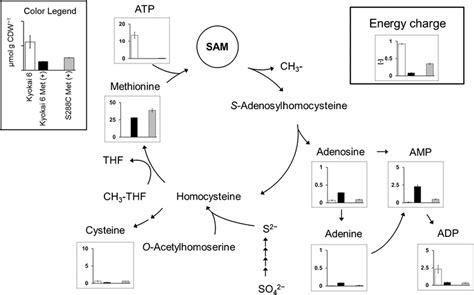 Methionine Salvage Pathway For Sam Biosynthesis In S Cerevisiae And
