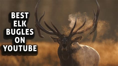 Bull Elk Bugle Elk Bugling During The Rut Best Quality Bugling