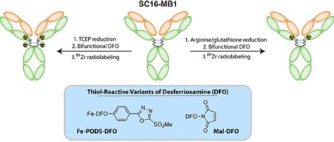 Early Career Innovators In Bioconjugate Chemistry