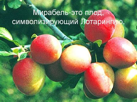 Лотарингия презентация онлайн