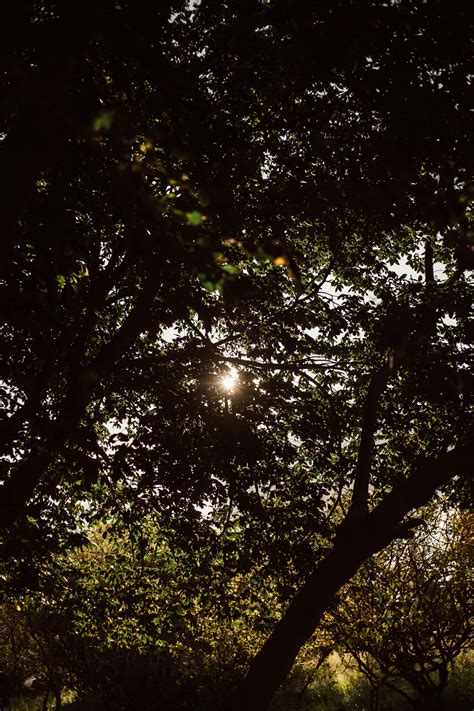 Green Leaf Desktop Backgrounds Photos Download The Best Free Green Leaf Desktop Backgrounds