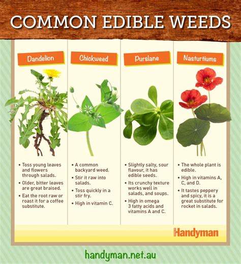 What Common Weeds Are Edible At Delbert Sanders Blog