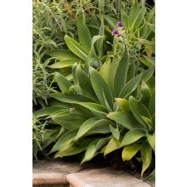 Fox Tail Agave Agave Attenuata Monrovia Plant