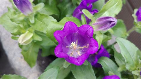 종꽃 그레이스 캄파눌라 키우기 보라색꽃 분홍색꽃 겹장미 캄파놀라 실내 식물 화분 갈이 네이버 블로그