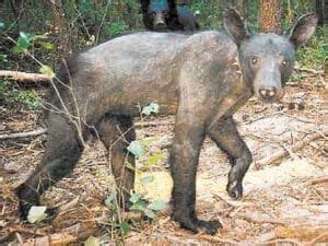 Unusually Hairless Mammals The Cute The Funny The Scary
