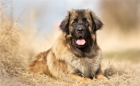 Leonberger Ultimate Guide [personality Temperament Health Etc ]