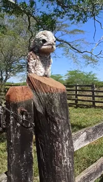 Woman Gets Spooked By Rare ‘demon Bird With A Ghostly Sounding Call Artofit