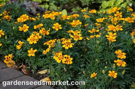 Tagetes Patula Nana Favourite Semi Garden Seeds Market