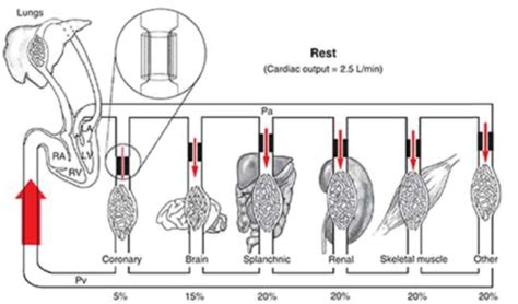 451 Lecture 18 Flashcards Quizlet