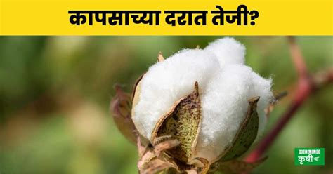 Cotton Rate कापूस बाजारभाव वाढले तुमच्या जिल्ह्यात आज किती दर मिळाला
